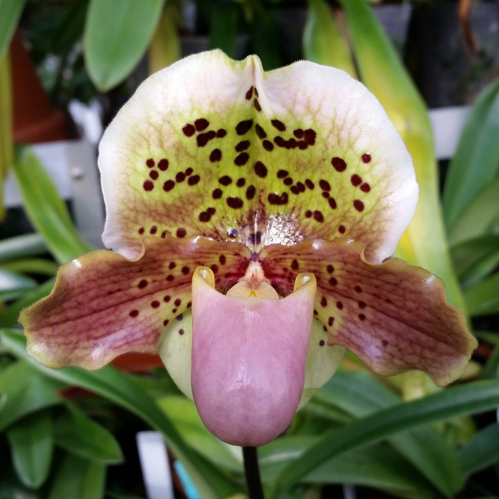 Shows · Deerwood Orchids