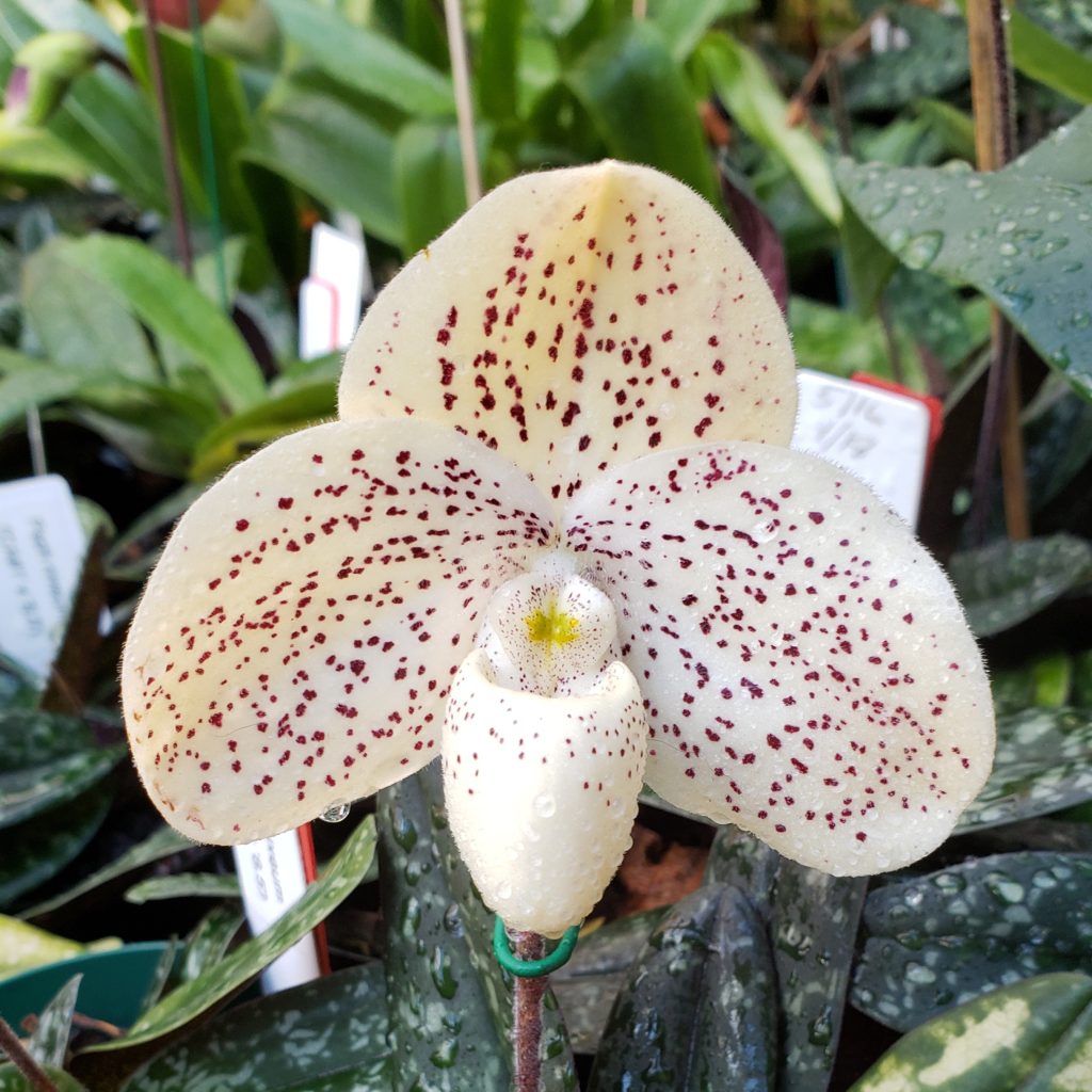 Shows · Deerwood Orchids